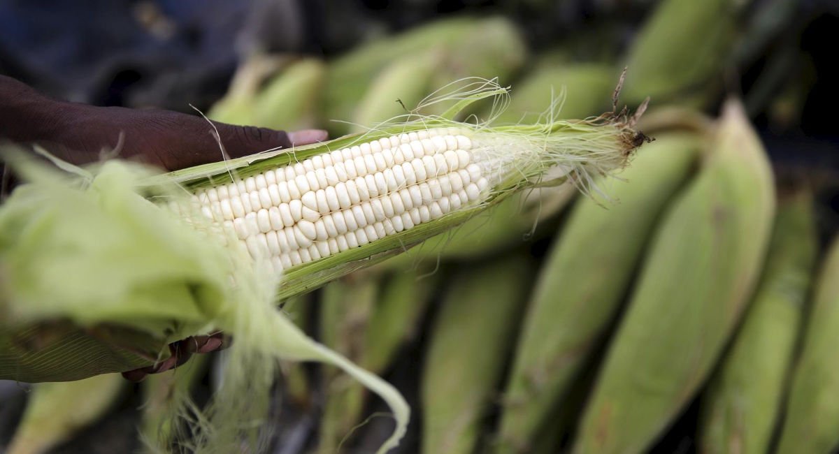 Namibia's record white maize harvest expected | African Agribusiness