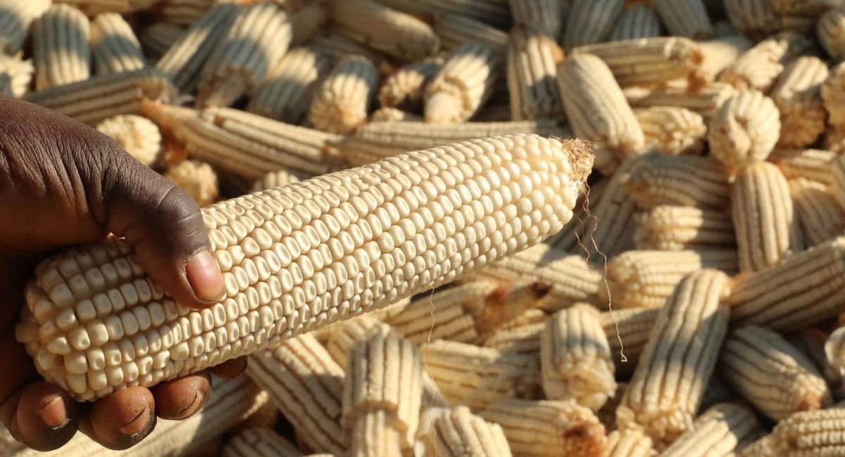 Tanzania to sell 1 million tons of corn to drought-hit Kenya | African ...