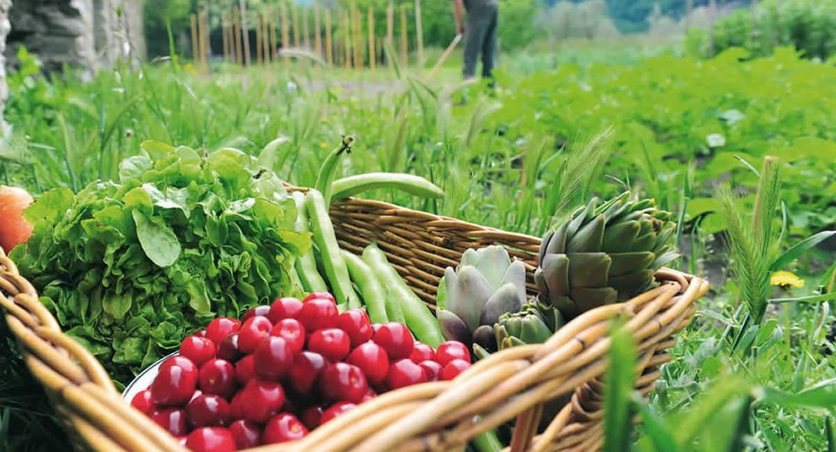 Mauritius set to become an organic island, states agro-industry ...