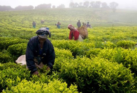 Tanzania launches e-Kilimo to modernise the agriculture sector ...
