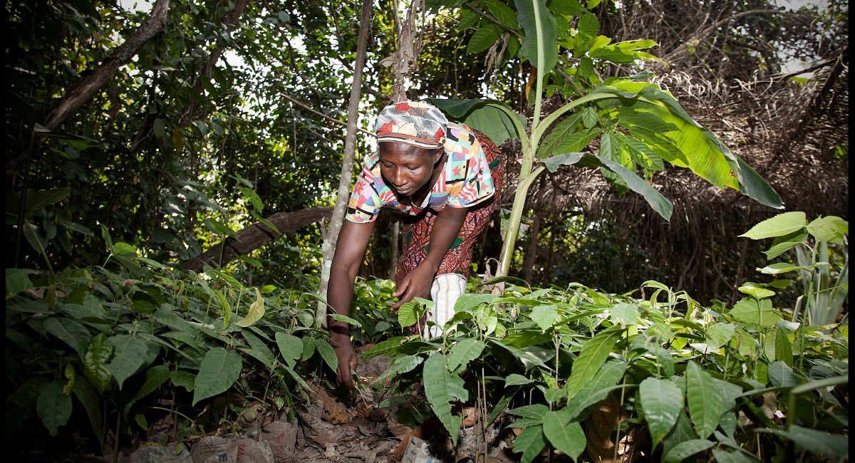 Ivory Coast lost 47,000 hectares of forest to cocoa production in 2020 ...