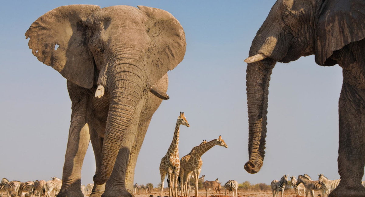 Zimbabwe may withdraw from endangered-species deal to sell $300 million ...