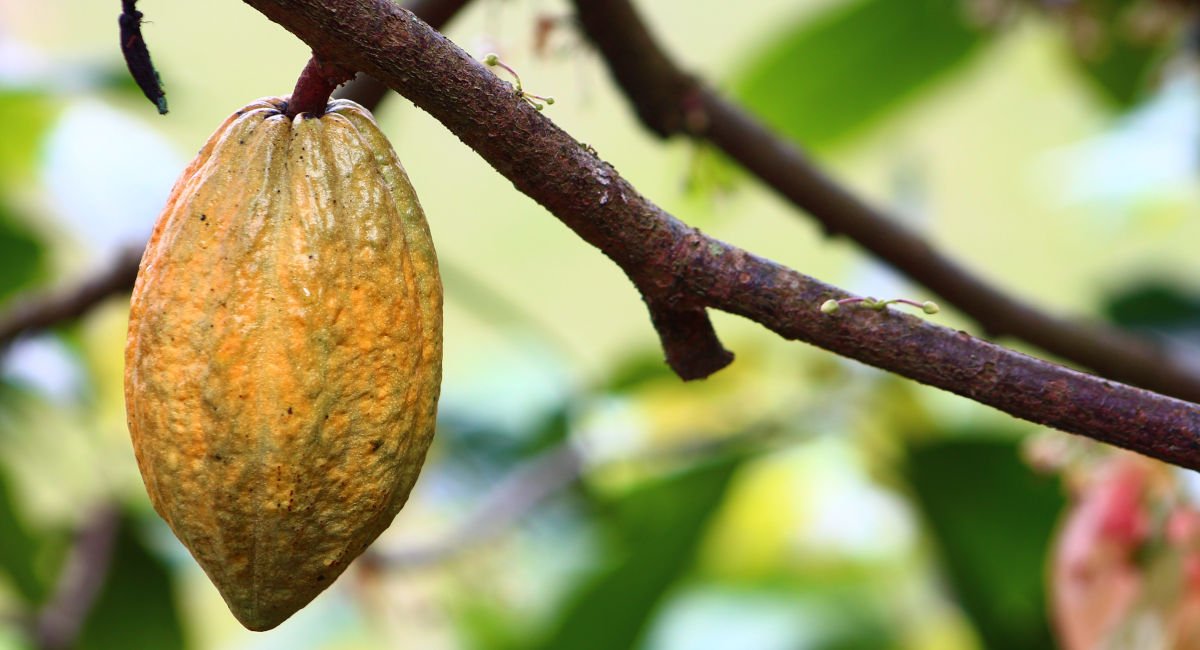 Biggest cocoa harvest in decade spurs record debt sales by Ghana ...