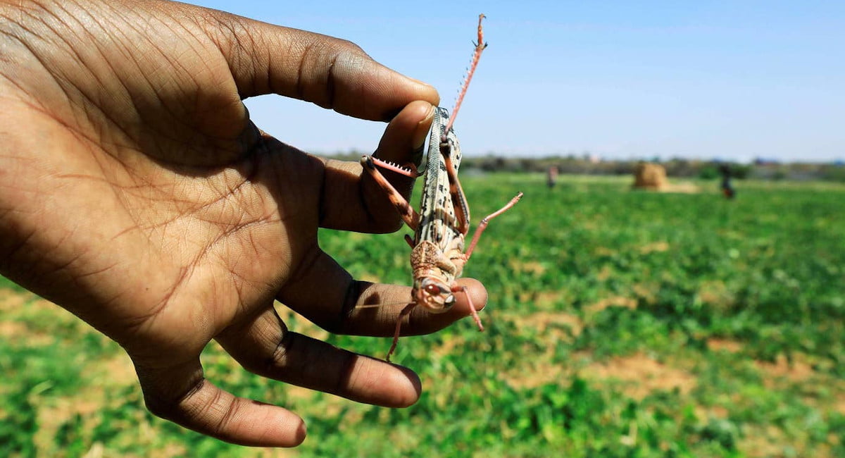 The cost of fighting desert locusts in East Africa has doubled ...
