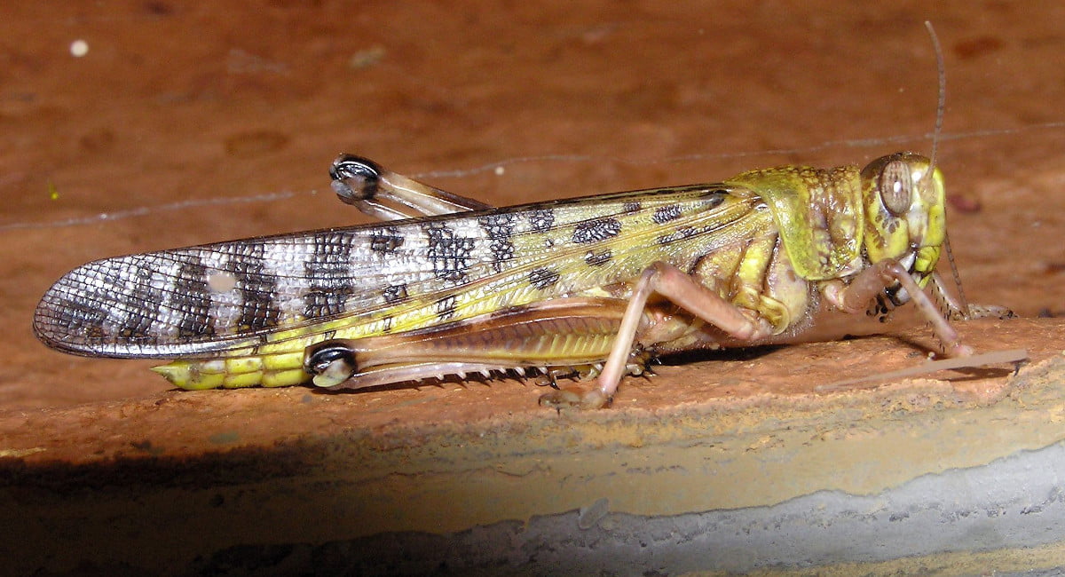 Desert-locust outbreak reaches Democratic Republic of Congo | African ...