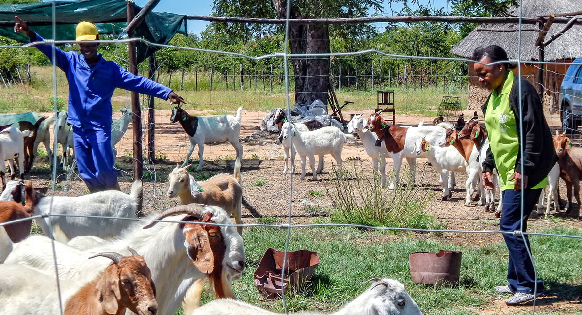 £7 million boost for Zimbabwe's goat, pig farmers | African Agribusiness