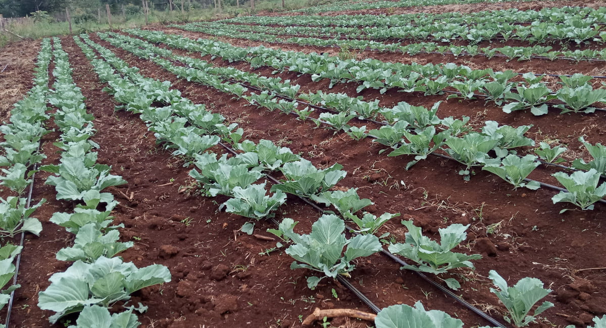 A focus on how to irrigate Kenya's vast dry areas is key | African ...