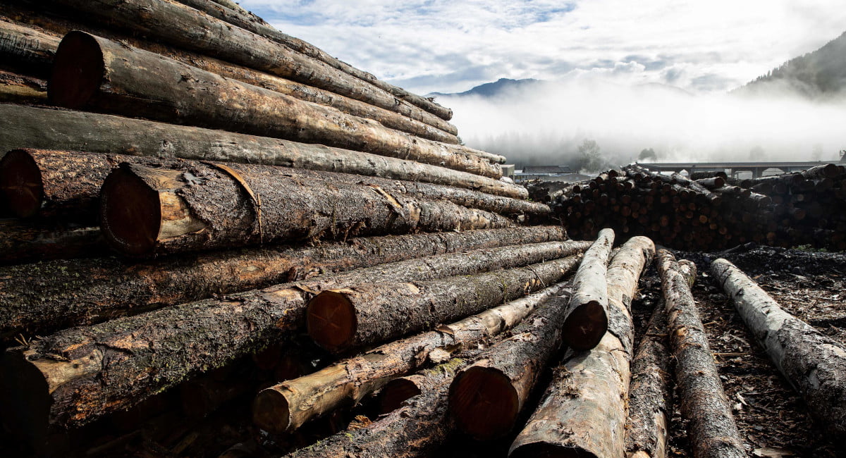 Branching out with energy plant and biomass optimisation in the timber ...