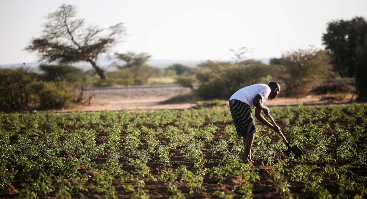 The future of agriculture in Somalia | African Agribusiness