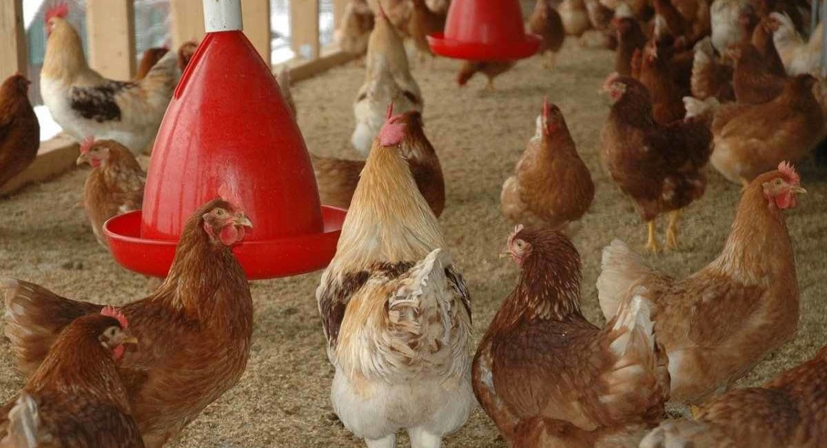 Higher soybean prices in Zambia and Malawi threaten poultry production ...