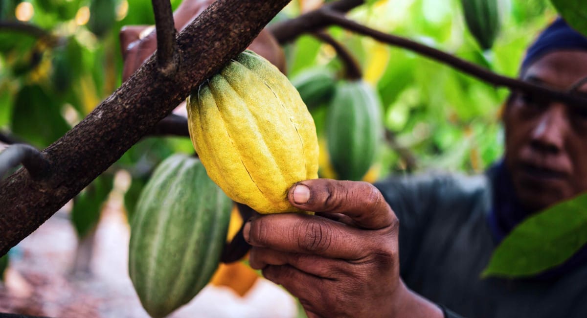 Ivory Coast farmers hope for more rain, sunshine to boost cocoa crop ...