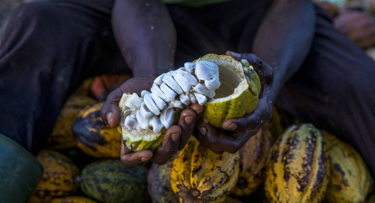 Ivory Coast cocoa farmers warn of crop risks as rains fall short, cold ...