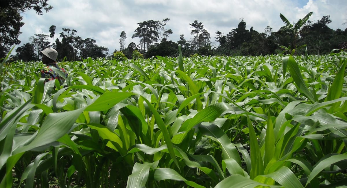 Cameroon to boost farming, fishing production with an injection of ...