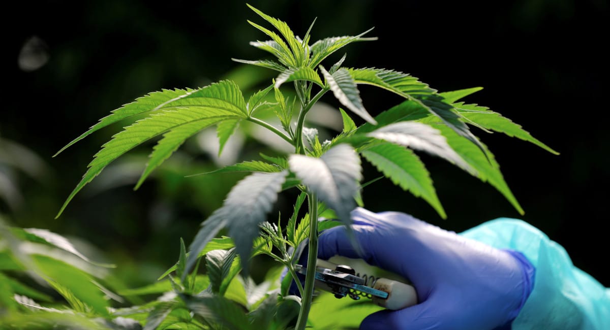 Morocco's CANNAFLEX exports first cannabis-based medicine | African ...