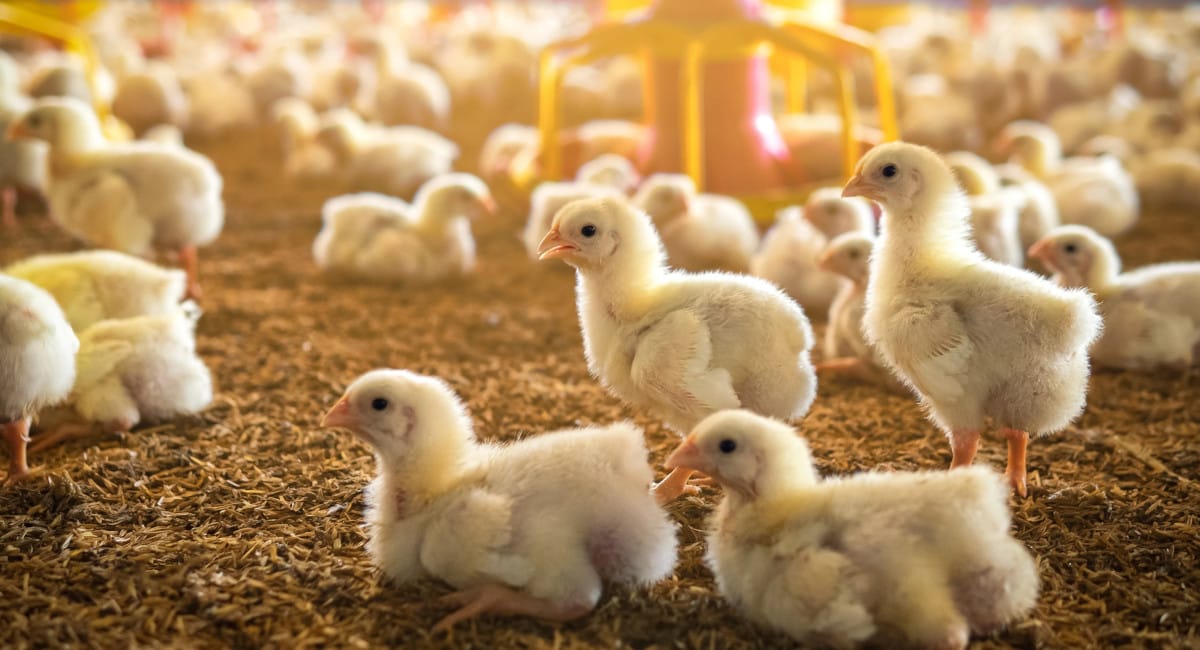 AgDevCo commits US$10 million in Zambia’s hybrid poultry | African ...
