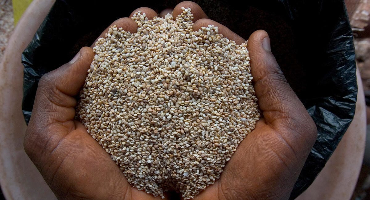 Mozambique's new sesame facility to process 20,000 tonnes per year ...