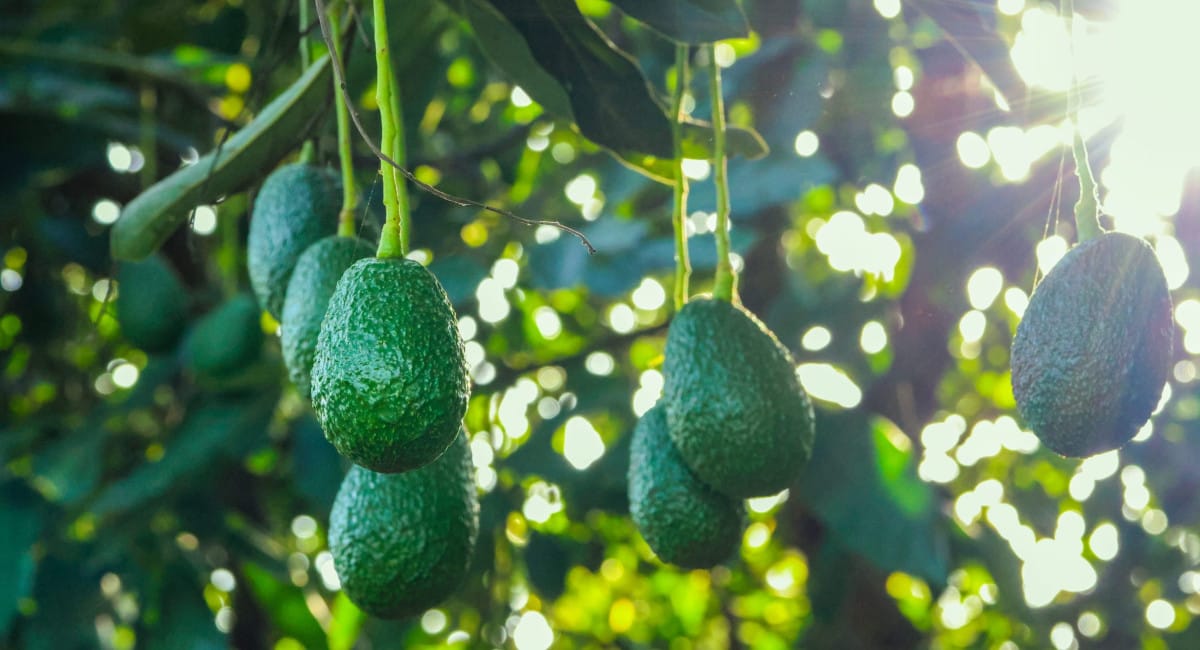 Kakuzi emerges as a frontrunner in the 2025 Kenya Avocado Excellence ...