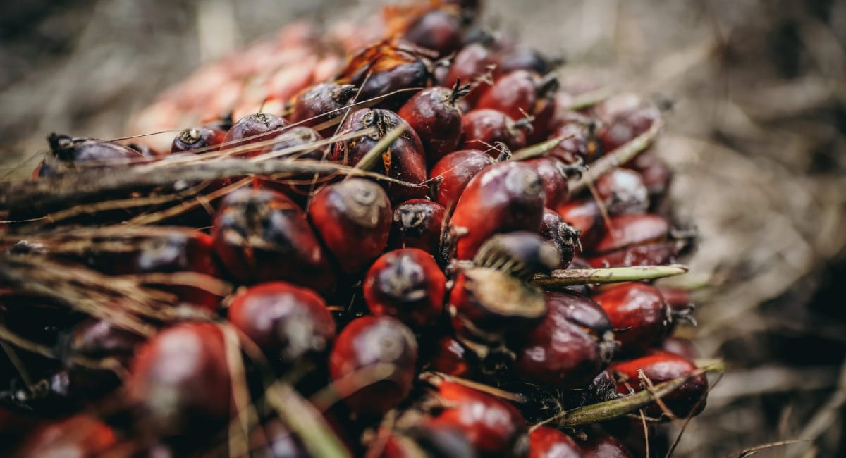 Cameroon plans to increase agricultural production in 2026 | African ...